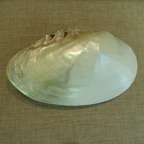 Accents | Gorgeous Large Iridescent Clam Sea Shell | Poshmark